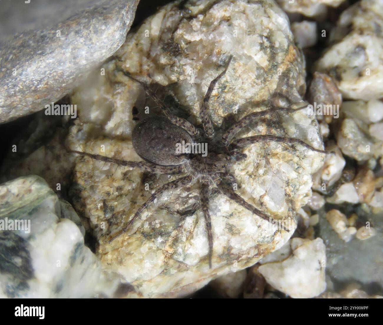 Thin-legged Wolf Spiders (Pardosa Stock Photo - Alamy