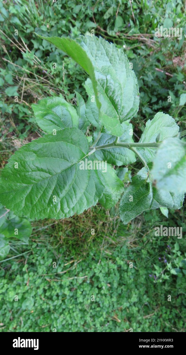 pale Indian plantain (Arnoglossum atriplicifolium Stock Photo - Alamy