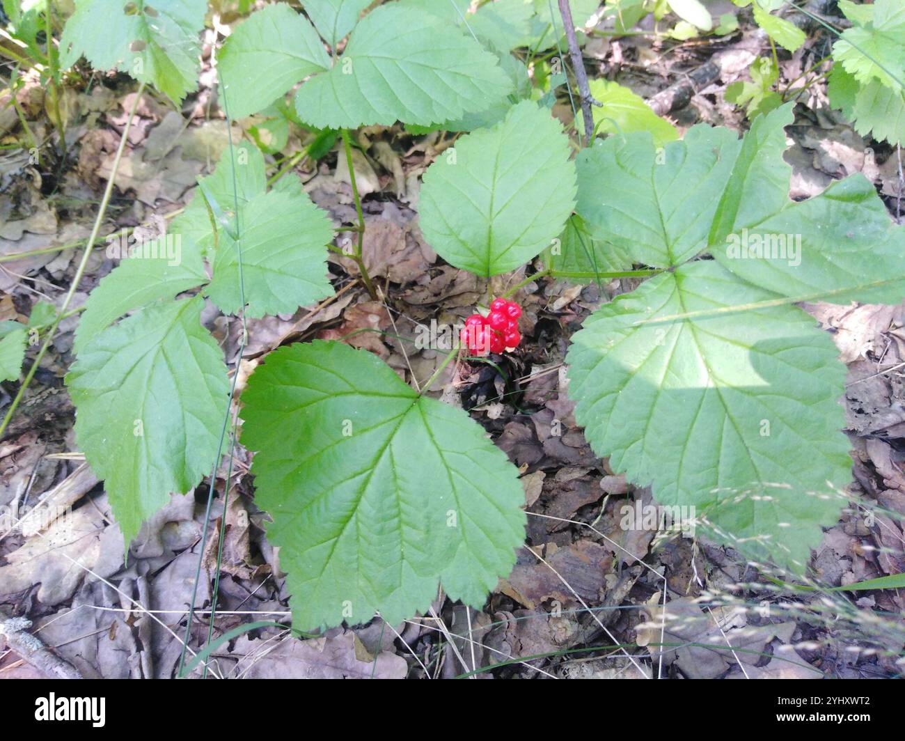 Stone Bramble (Rubus saxatilis Stock Photo - Alamy
