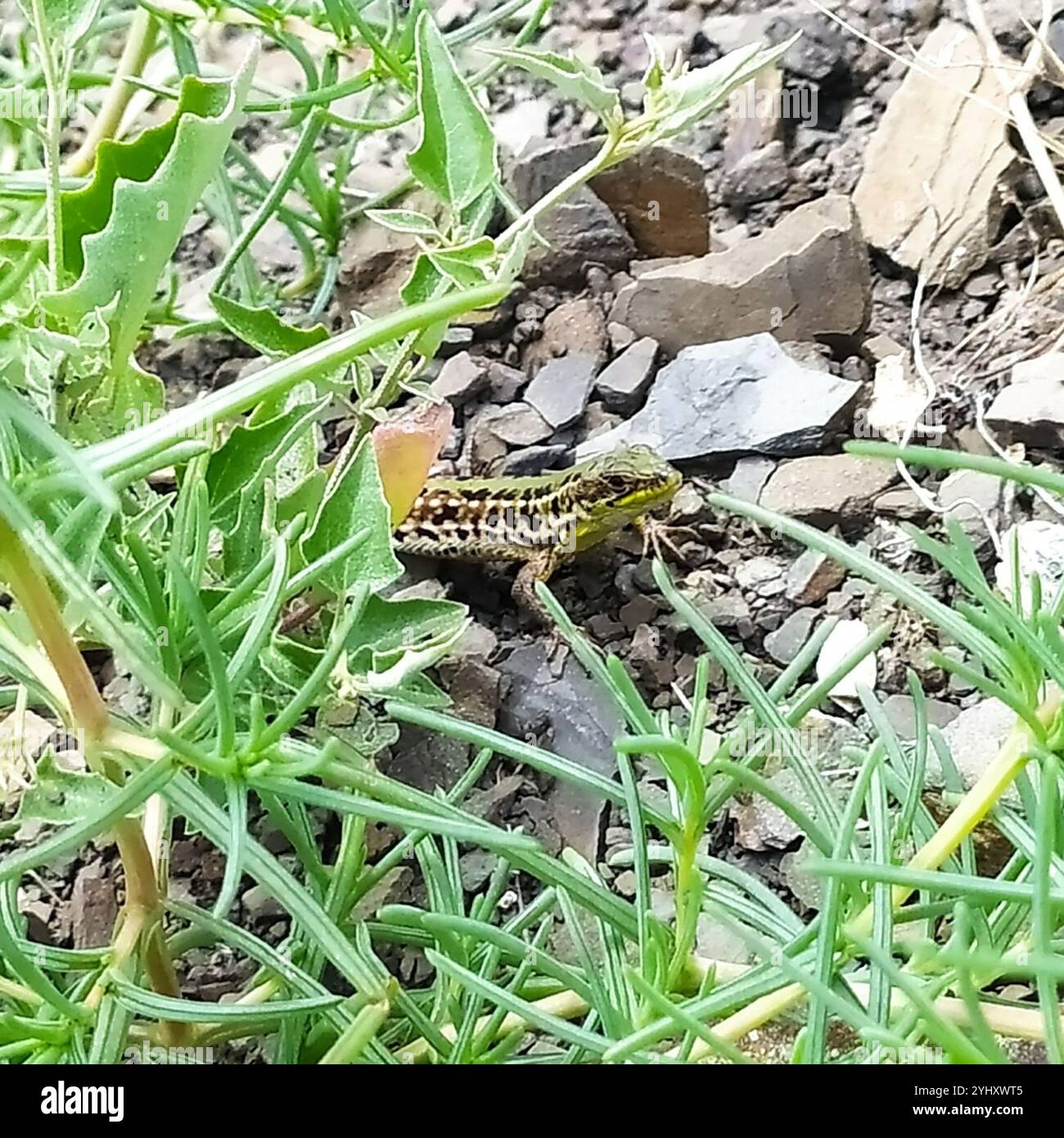Balkan Wall Lizard (Podarcis tauricus Stock Photo - Alamy