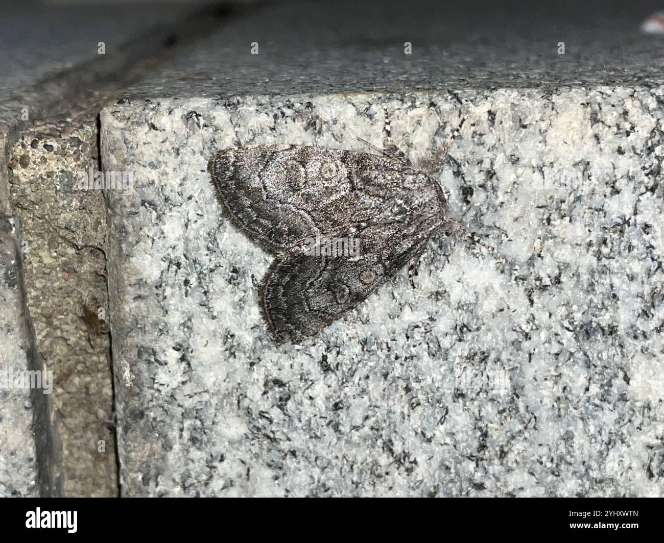 Brother Moth (Raphia frater Stock Photo - Alamy