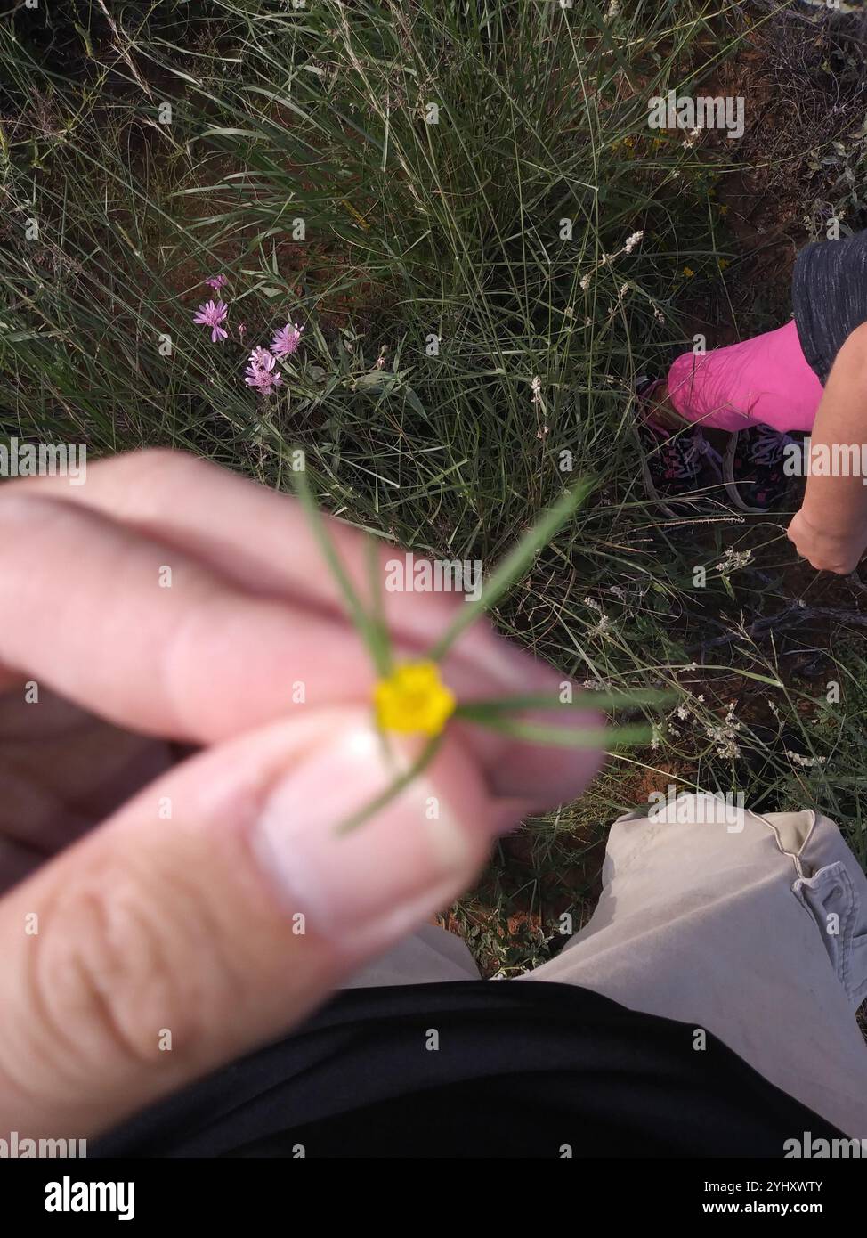 Chinchweed (Pectis papposa Stock Photo - Alamy