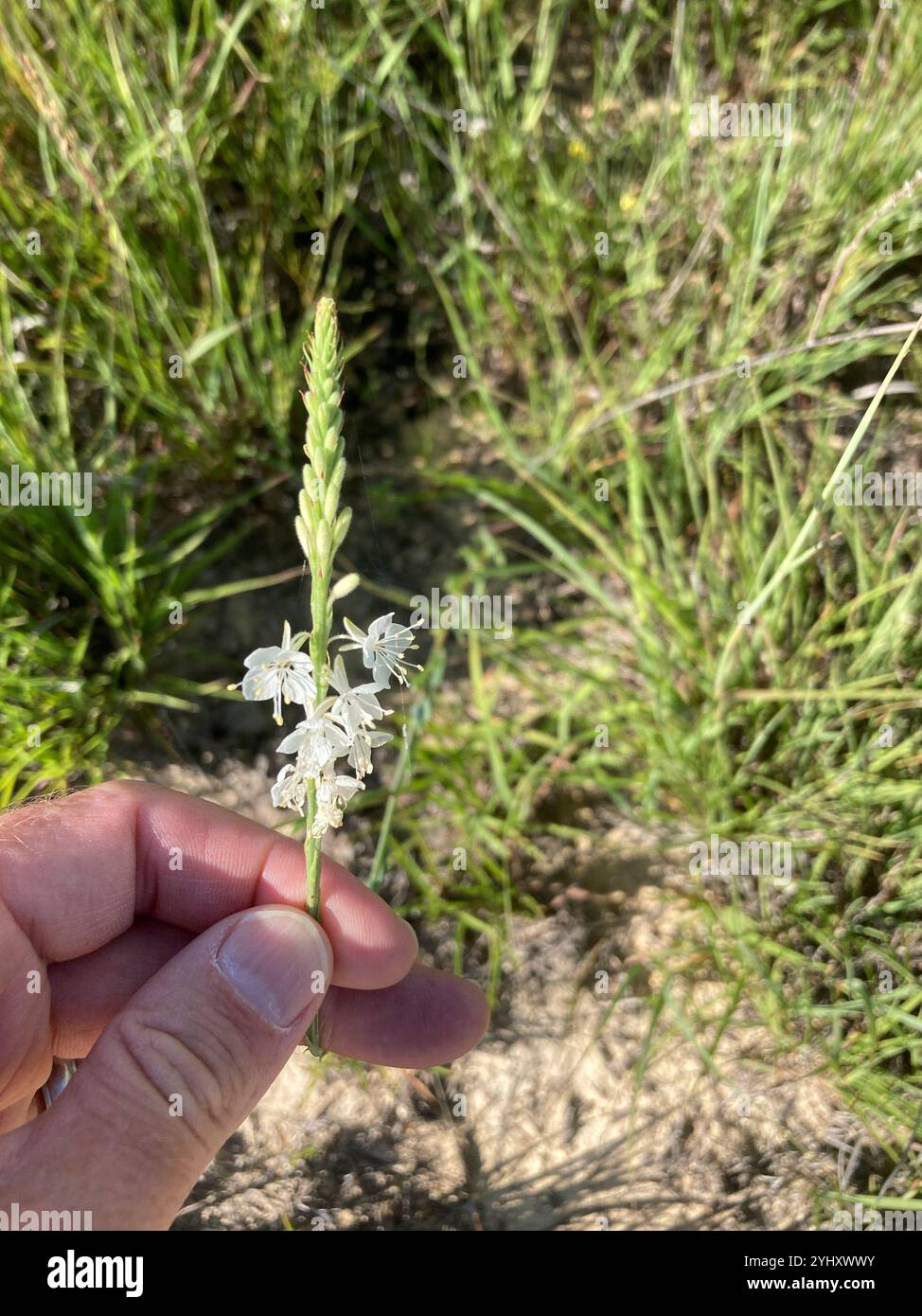 False Gaura (Oenothera glaucifolia Stock Photo - Alamy