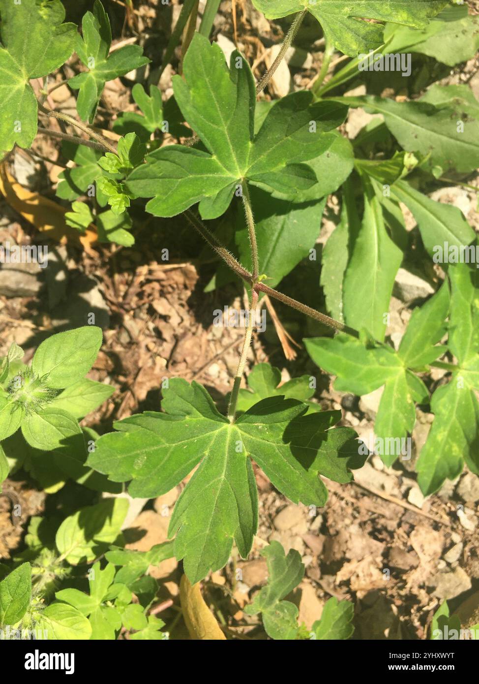 Siberian Crane's-bill (Geranium sibiricum Stock Photo - Alamy