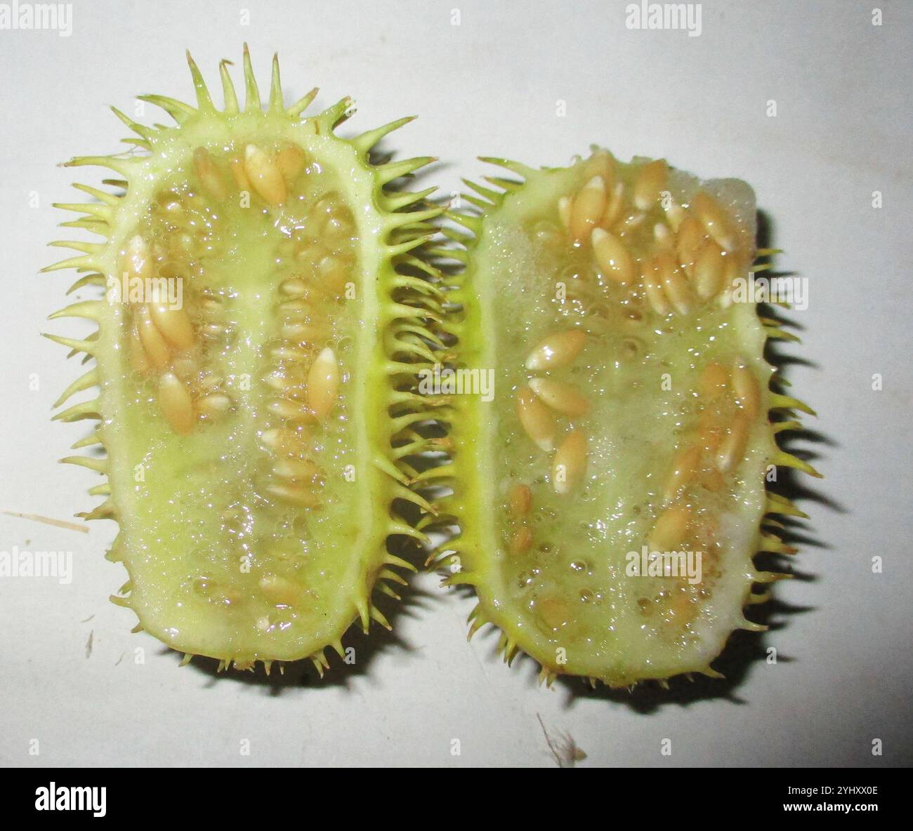 South African Spiny Cucumber (Cucumis zeyheri Stock Photo - Alamy