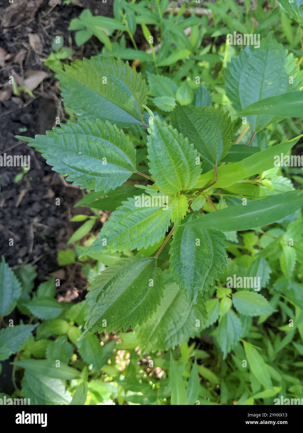 Canada clearweed (Pilea pumila Stock Photo - Alamy
