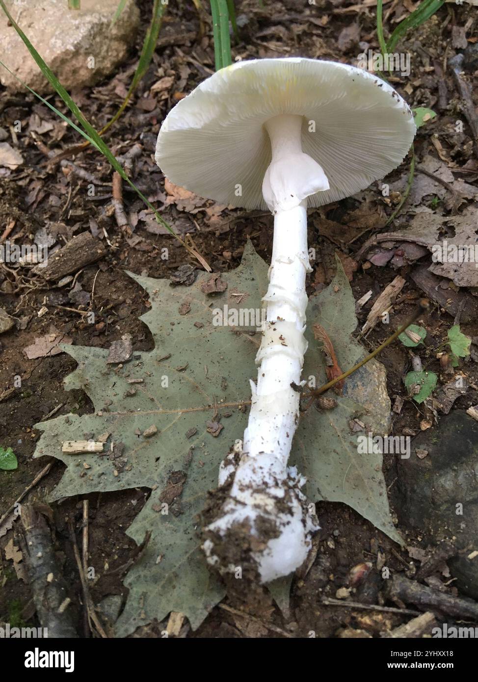 Eastern North American Destroying Angel (Amanita bisporigera Stock ...