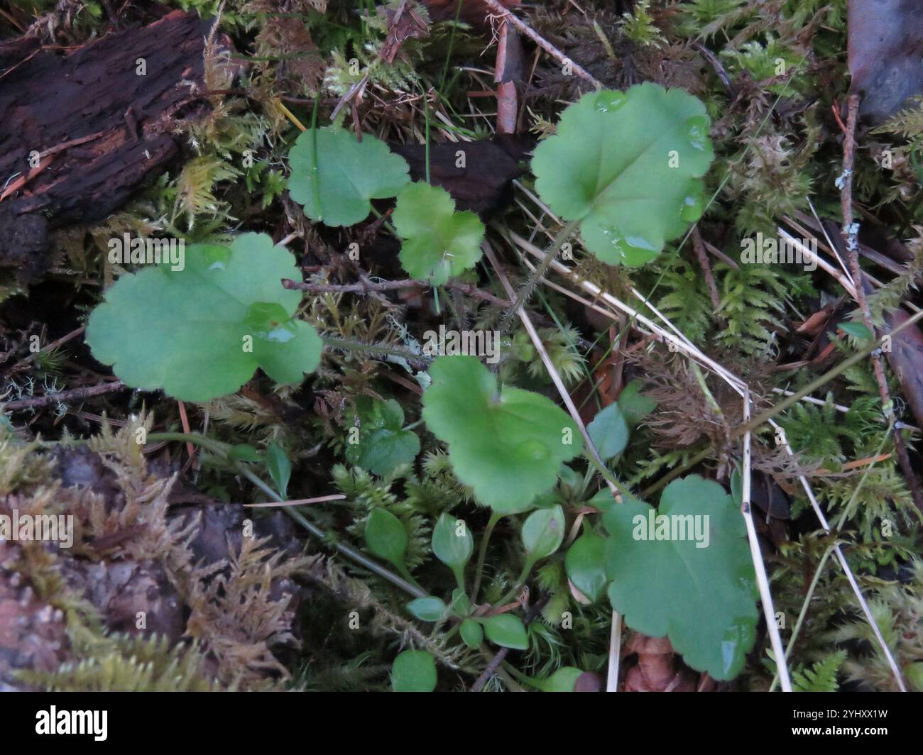 crevice alumroot (Heuchera micrantha Stock Photo - Alamy