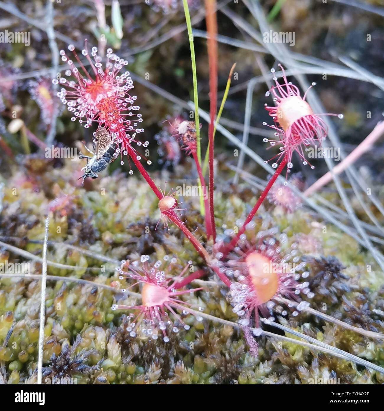 Great Sundew (Drosera anglica Stock Photo - Alamy