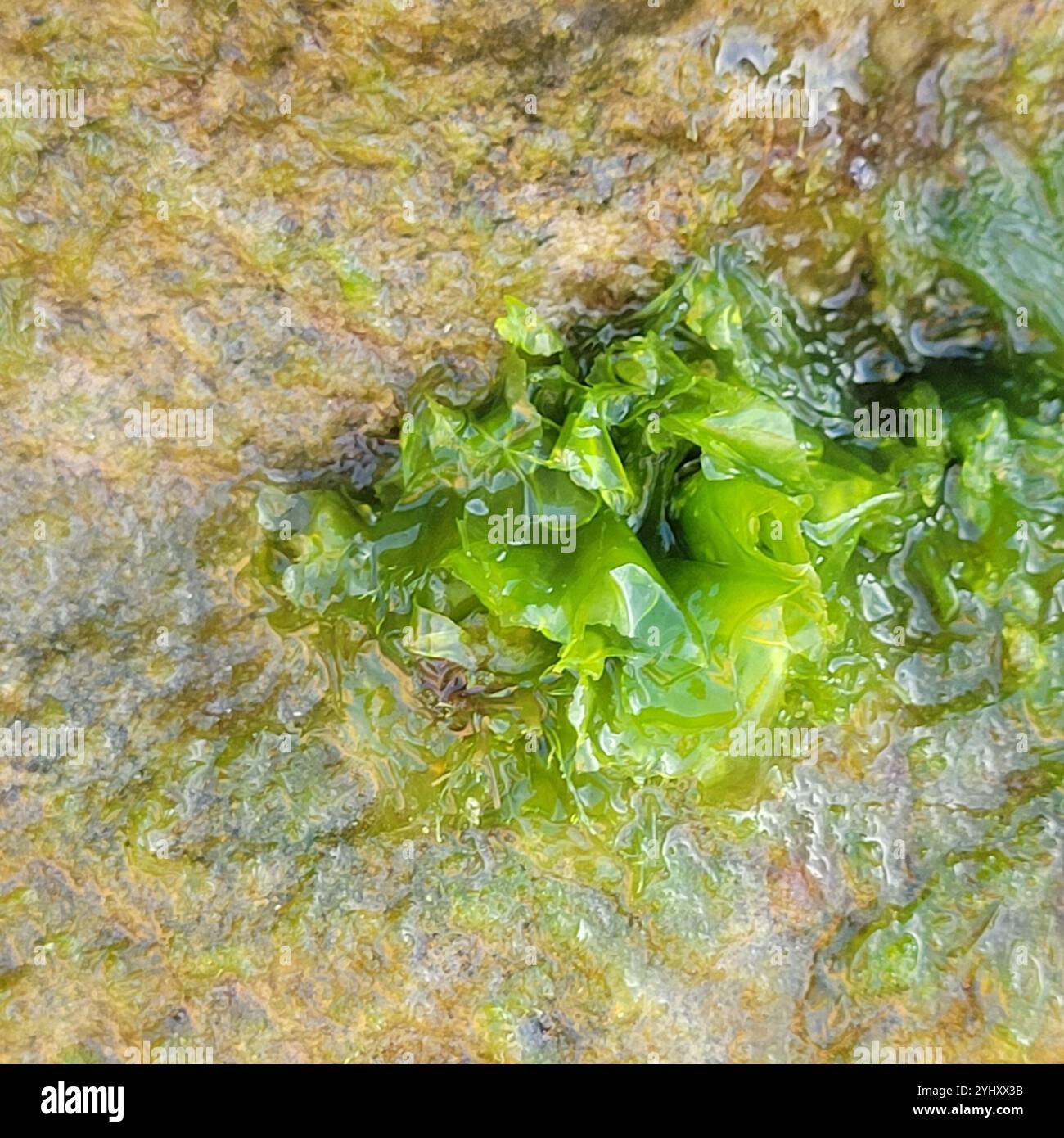 Broadleaf Sea Lettuce (Ulva lactuca Stock Photo - Alamy