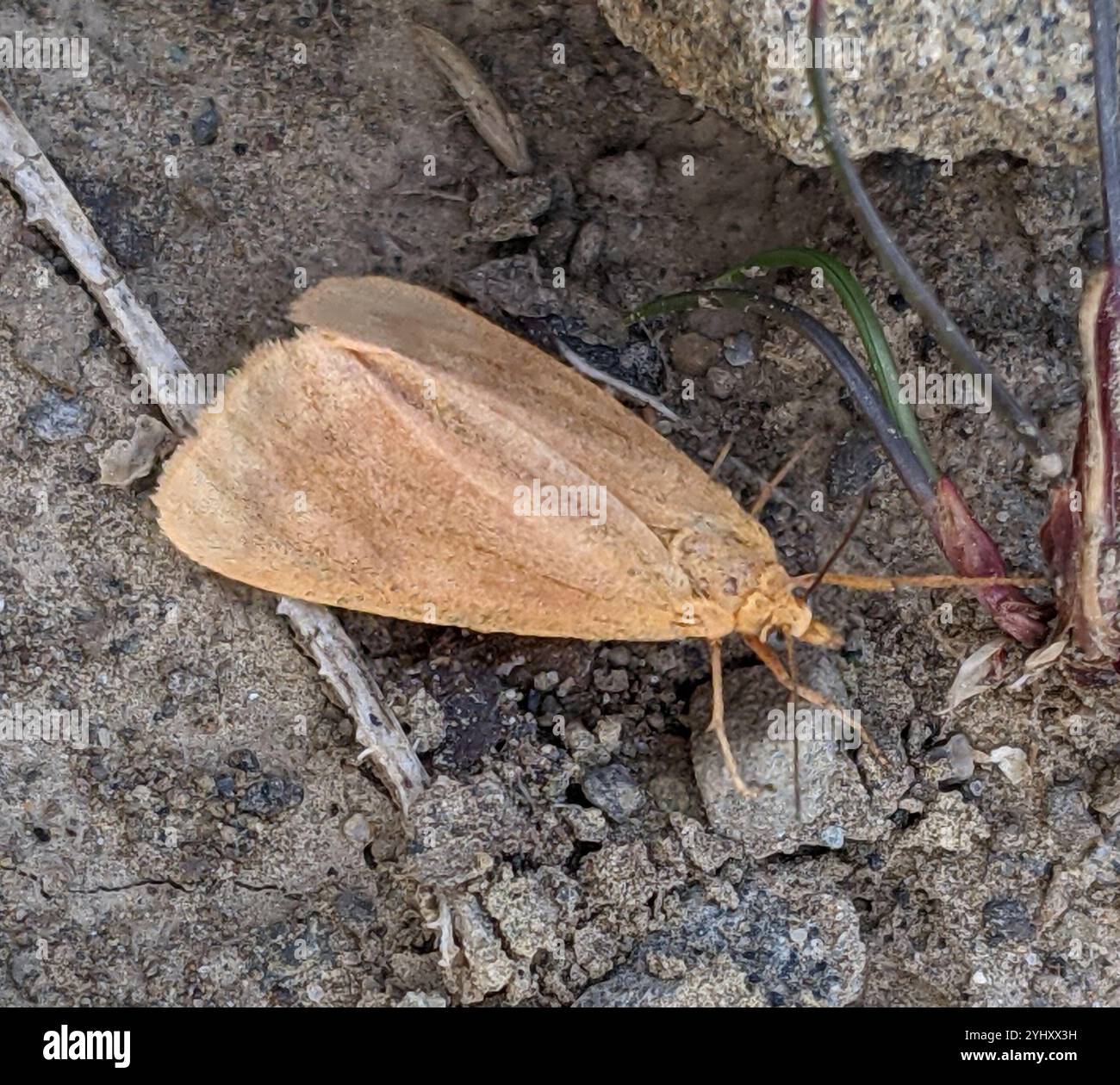 Rusty Virbia Moth (Virbia ferruginosa Stock Photo - Alamy