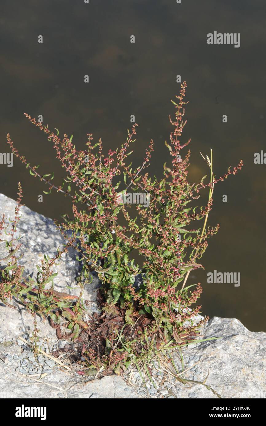 Clustered Dock (Rumex conglomeratus Stock Photo - Alamy
