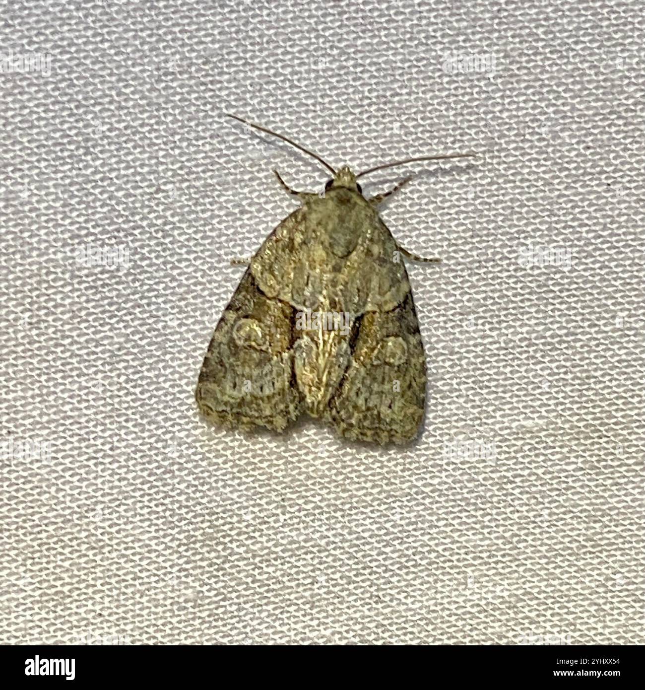 Exhausted Brocade (Neoligia exhausta Stock Photo - Alamy