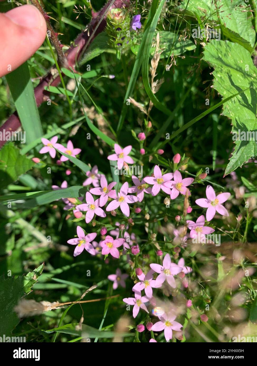 Common centaury (Centaurium erythraea Stock Photo - Alamy