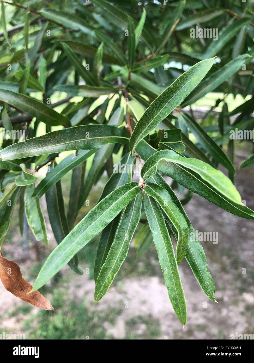 willow oak (Quercus phellos Stock Photo - Alamy