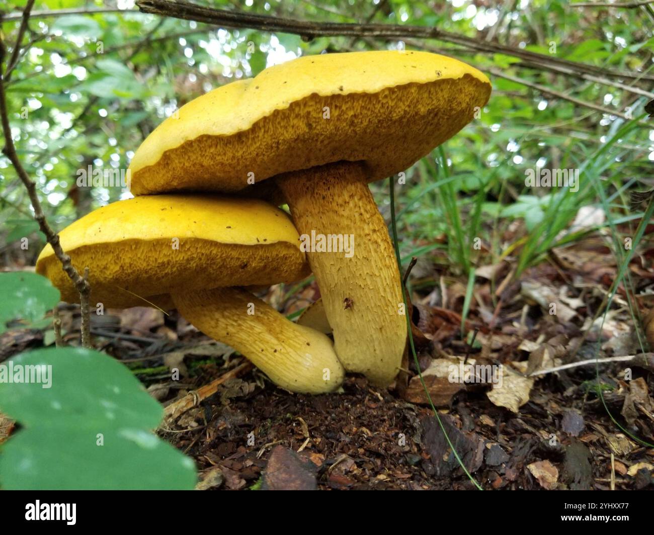 Ornate-stalked bolete (Retiboletus ornatipes Stock Photo - Alamy