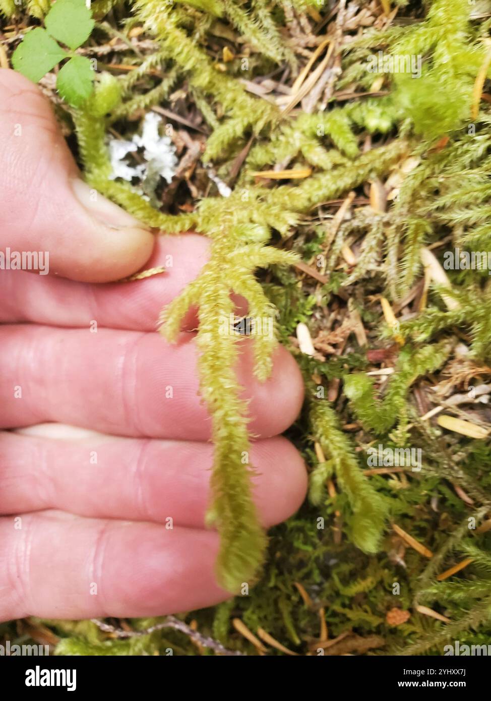Pipecleaner Moss (Rhytidiopsis robusta Stock Photo - Alamy