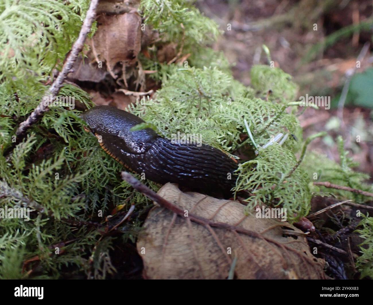 Arion Slugs (Arion Stock Photo - Alamy