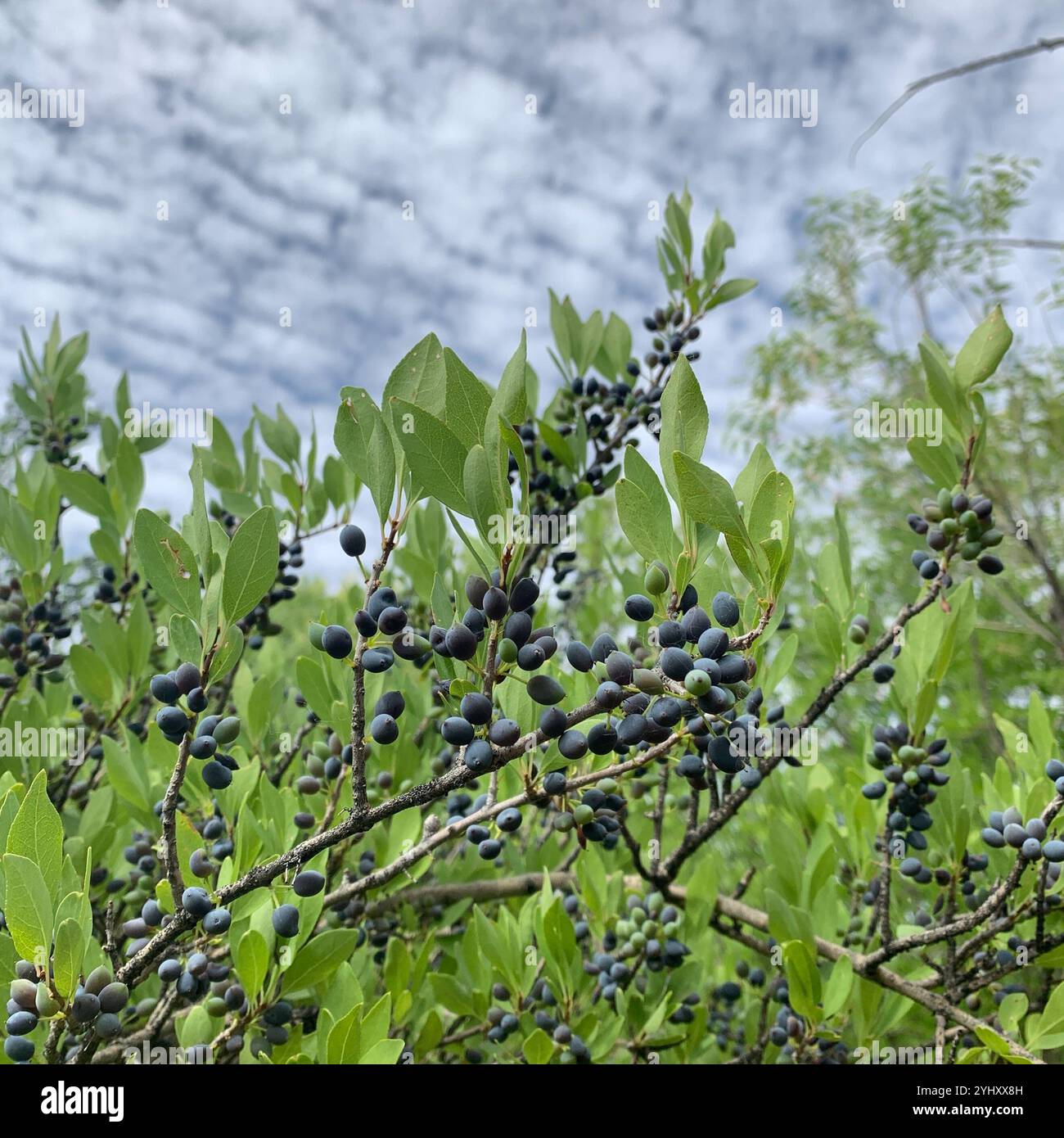 Stretchberry (Forestiera pubescens Stock Photo - Alamy