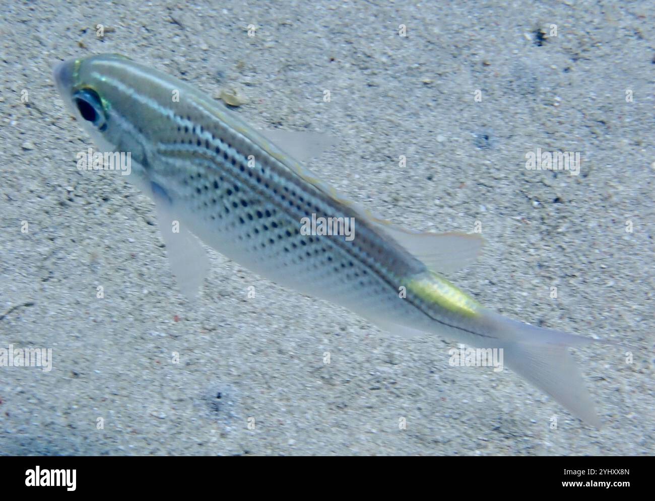 Arabian Monocle Bream (Scolopsis ghanam Stock Photo - Alamy