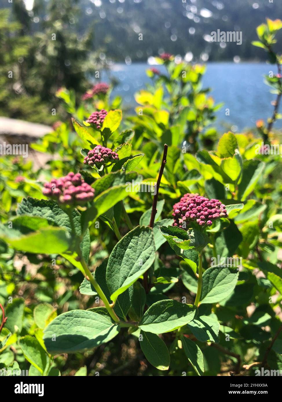 Mountain Spirea (Spiraea splendens Stock Photo - Alamy