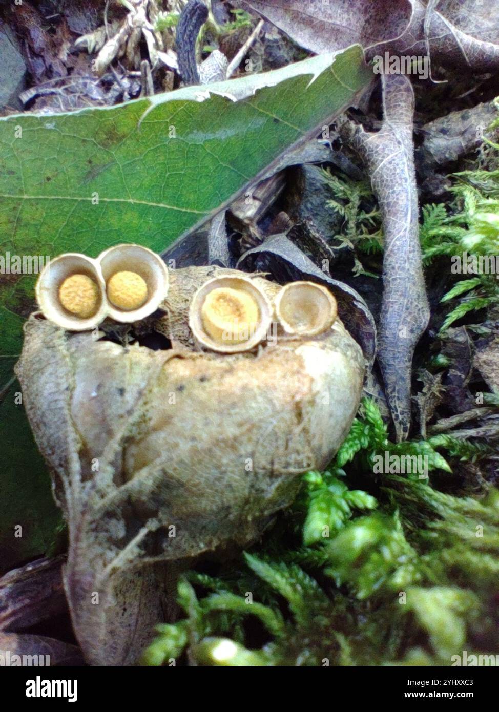 common bird's nest fungus (Crucibulum laeve Stock Photo - Alamy