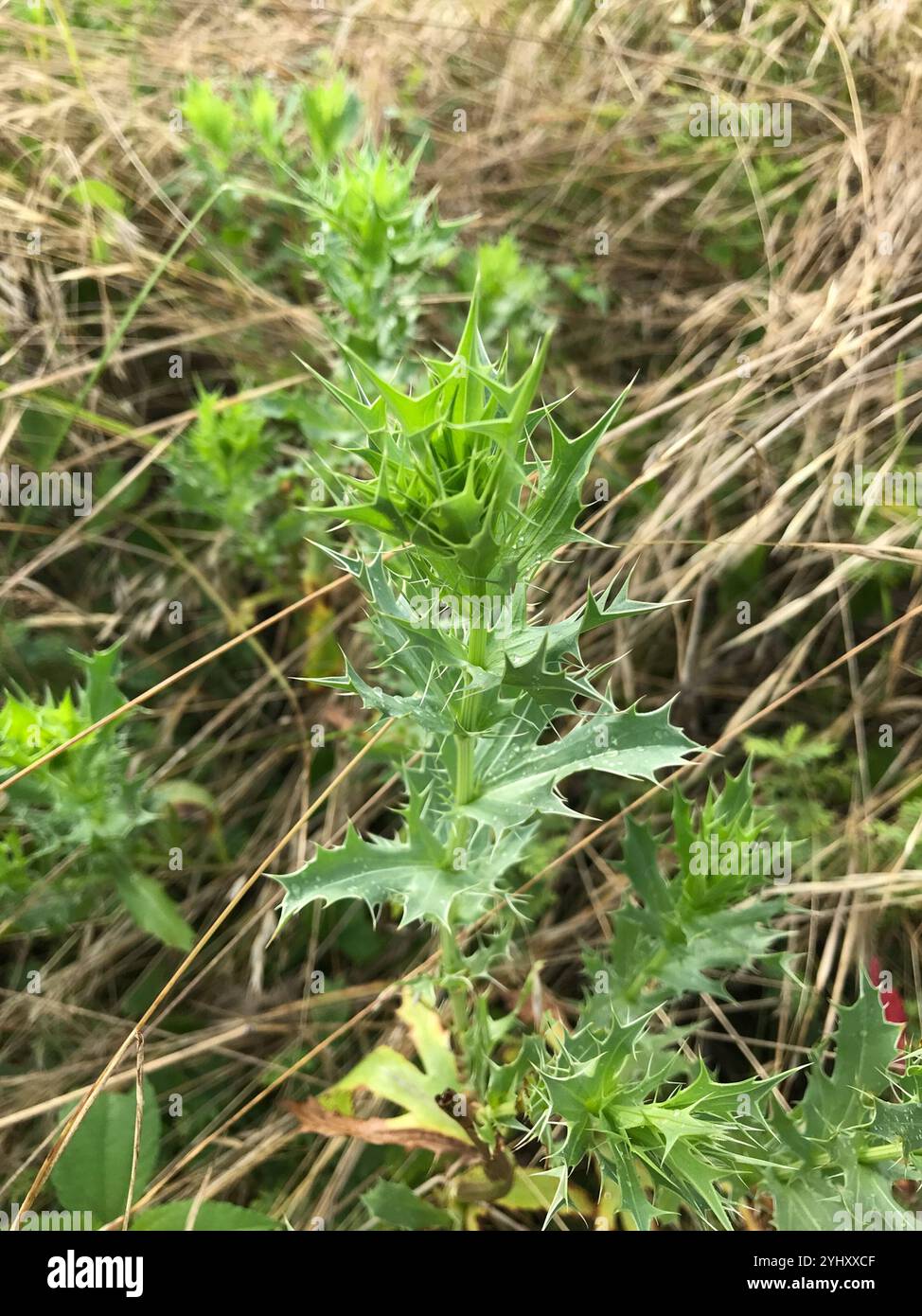 Leavenworth's eryngo (Eryngium leavenworthii Stock Photo - Alamy
