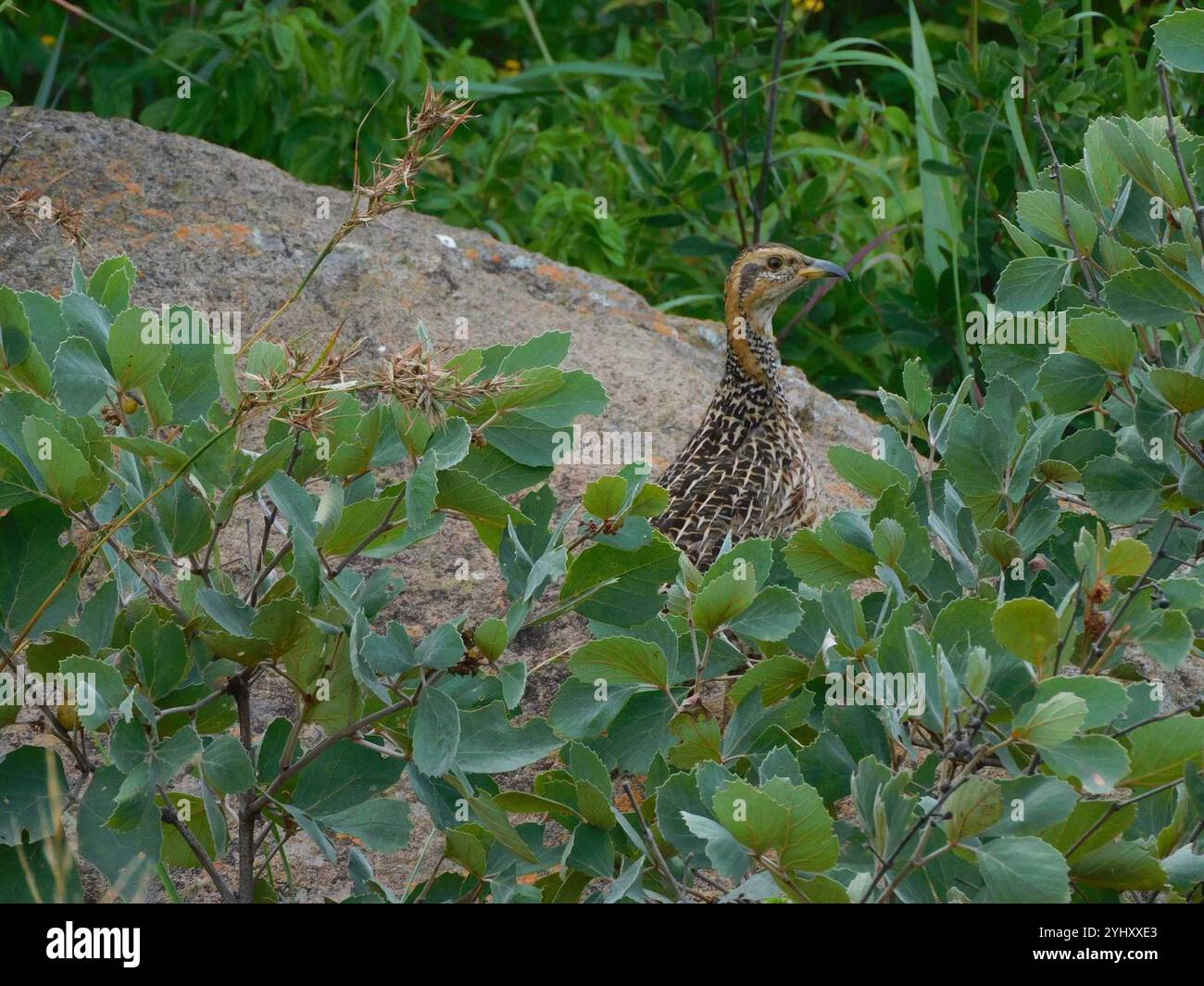 Southern Red-winged Francolin (Scleroptila levaillantii levaillantii ...
