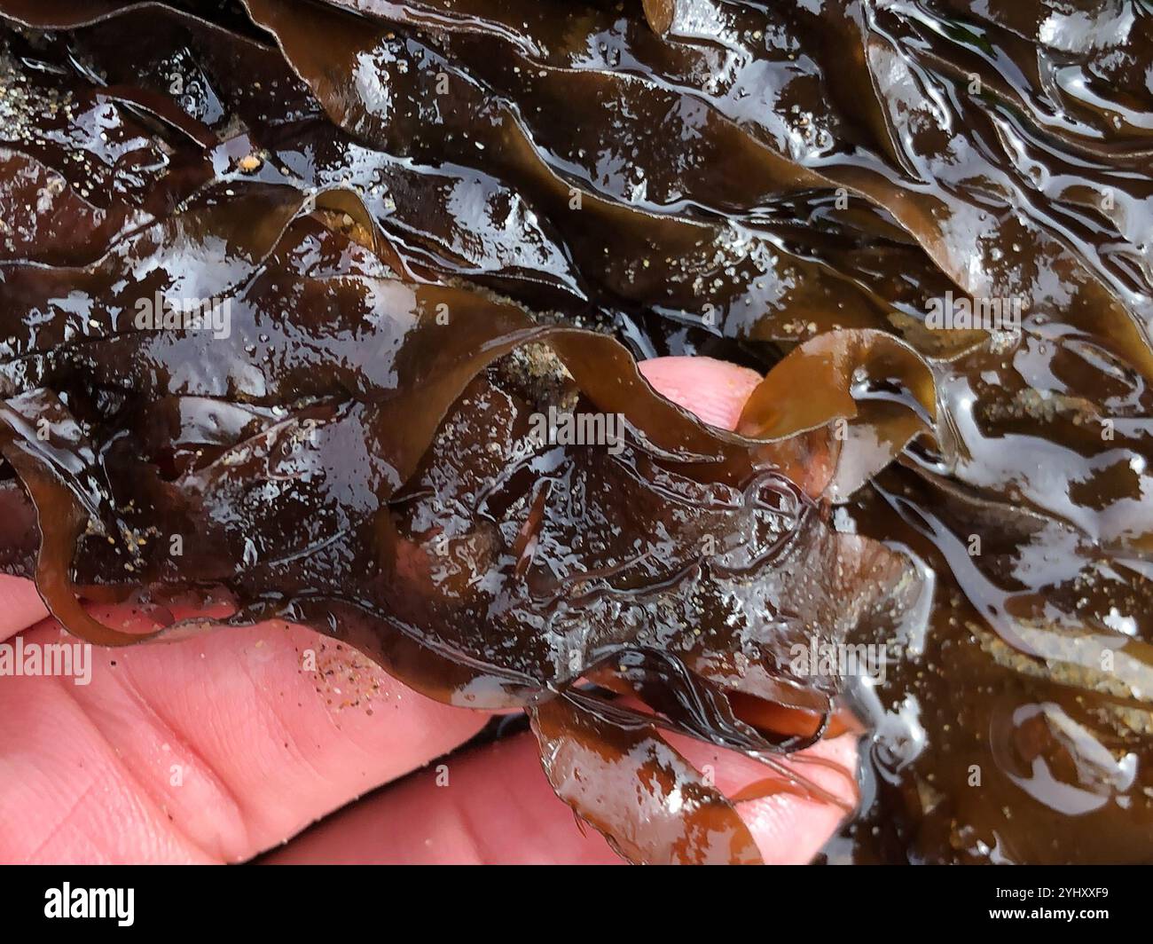 red algae (Rhodophyta Stock Photo - Alamy