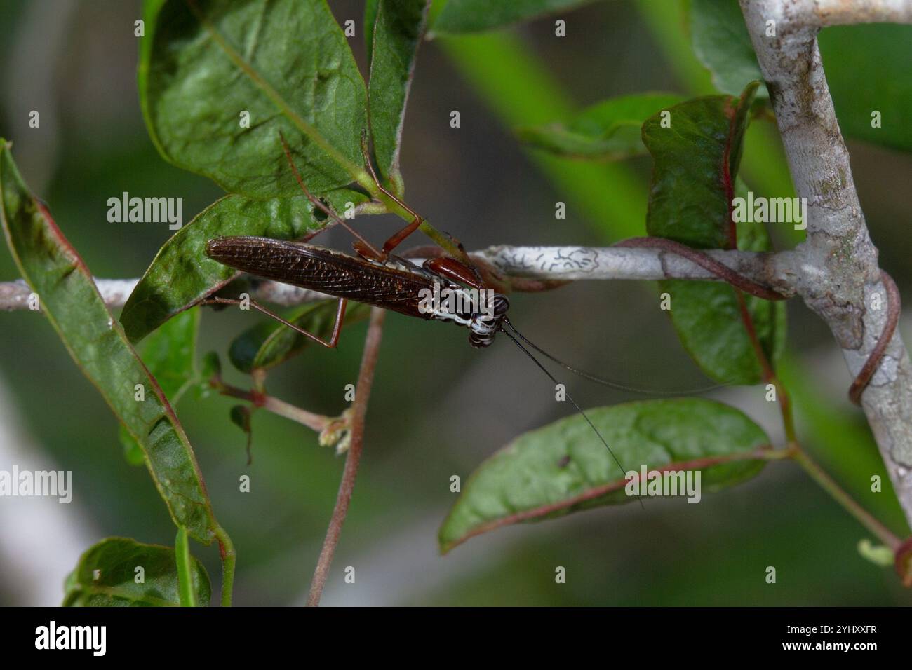 Little mantis hi-res stock photography and images - Alamy