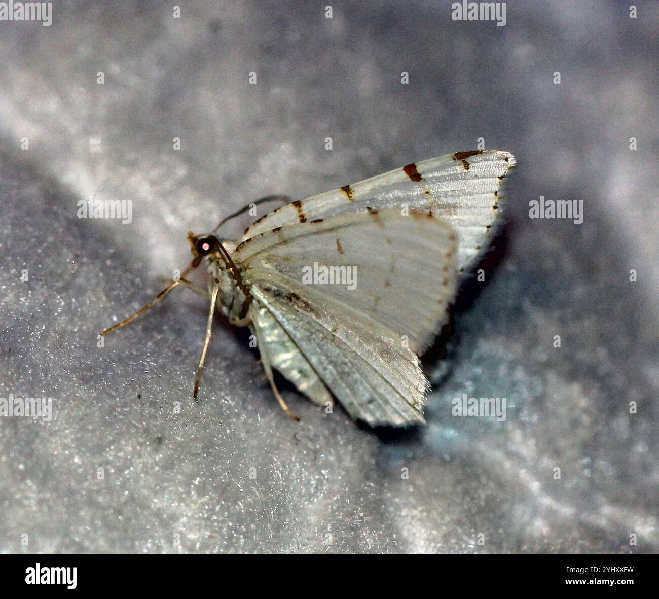 Lesser Maple Spanworm Moth (Macaria pustularia Stock Photo - Alamy