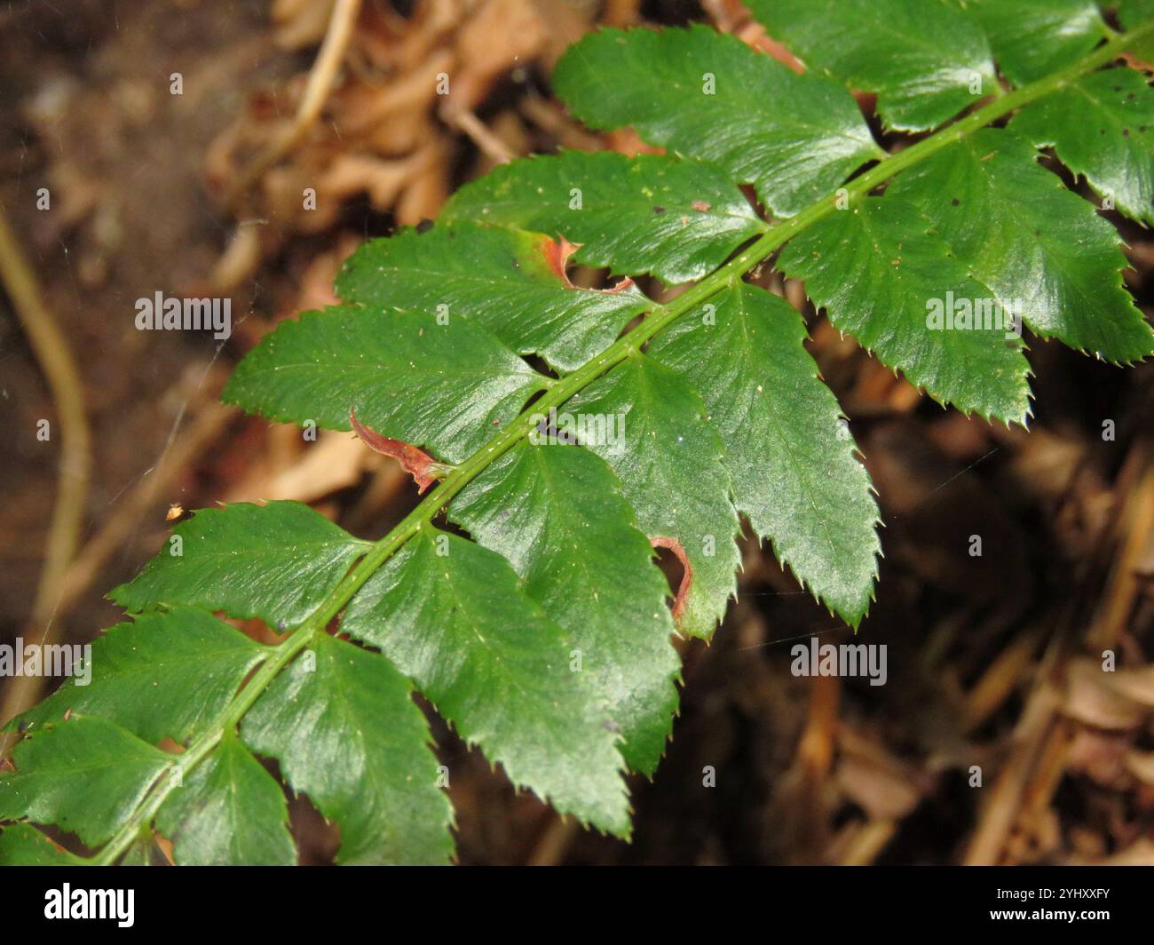 shield ferns (Polystichum Stock Photo - Alamy