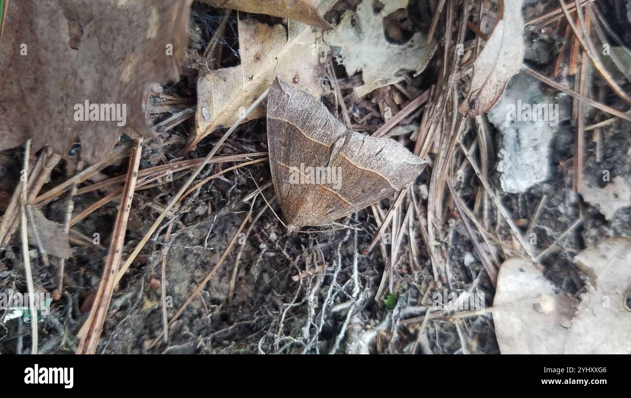 Maple Looper Moth (Parallelia bistriaris Stock Photo - Alamy