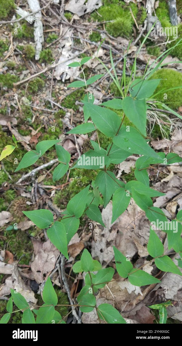 common dittany (Cunila origanoides Stock Photo - Alamy