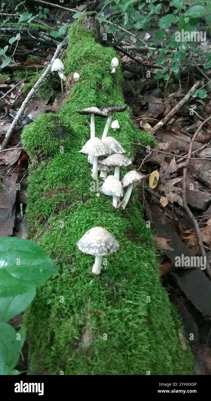 scaly ink cap (Coprinopsis variegata Stock Photo - Alamy