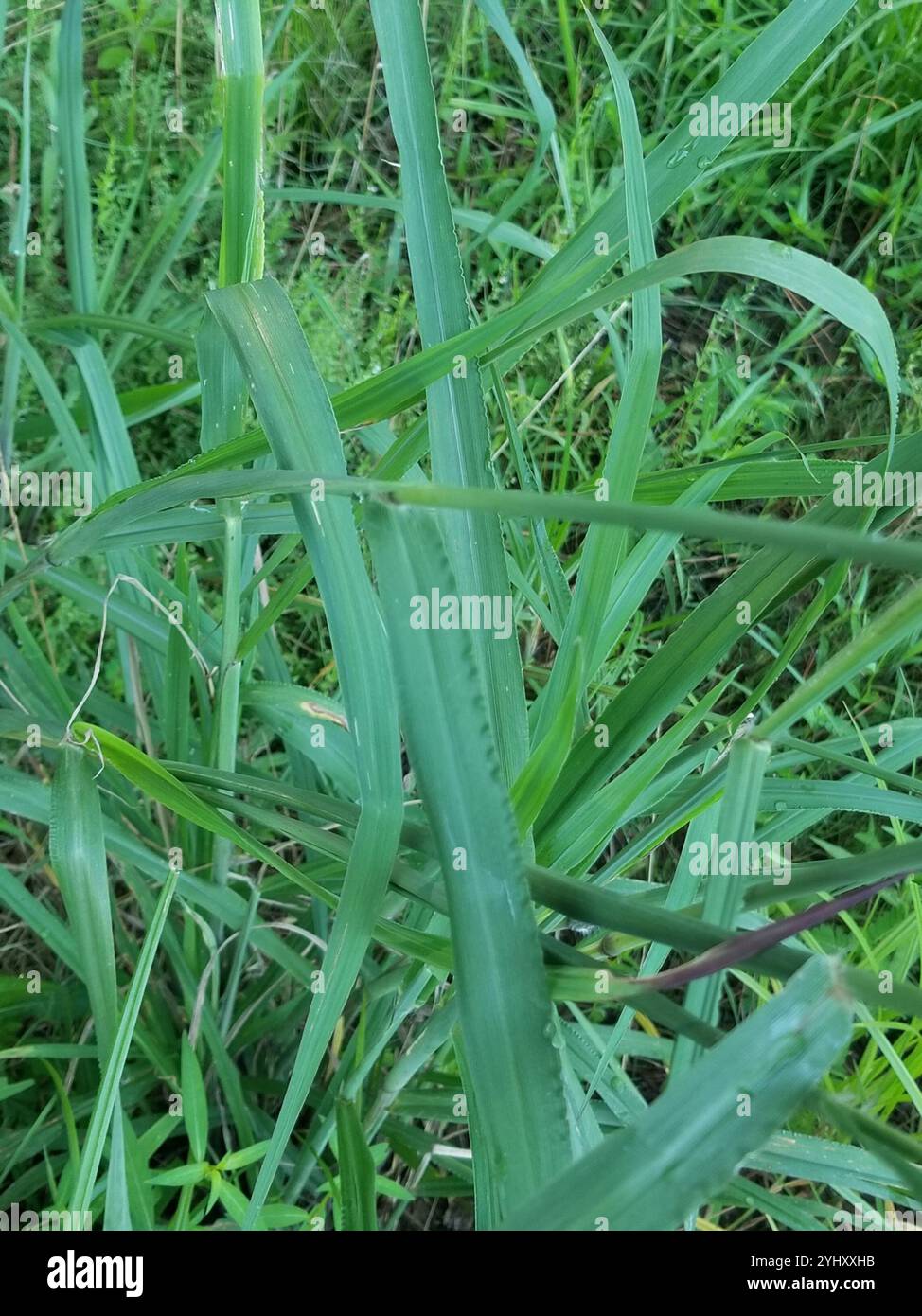 Vasey Grass (Paspalum urvillei Stock Photo - Alamy