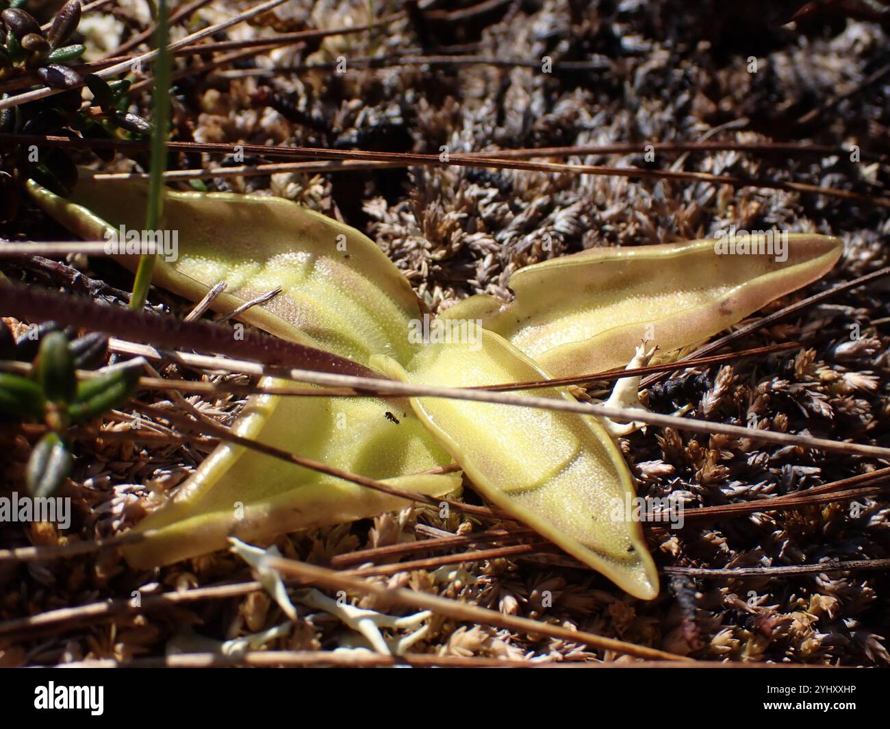 Common Butterwort (Pinguicula vulgaris Stock Photo - Alamy
