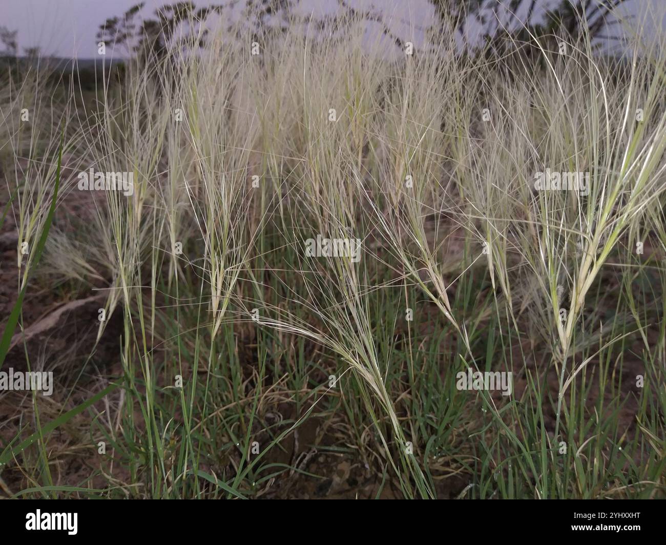 burrograss (Scleropogon brevifolius Stock Photo - Alamy