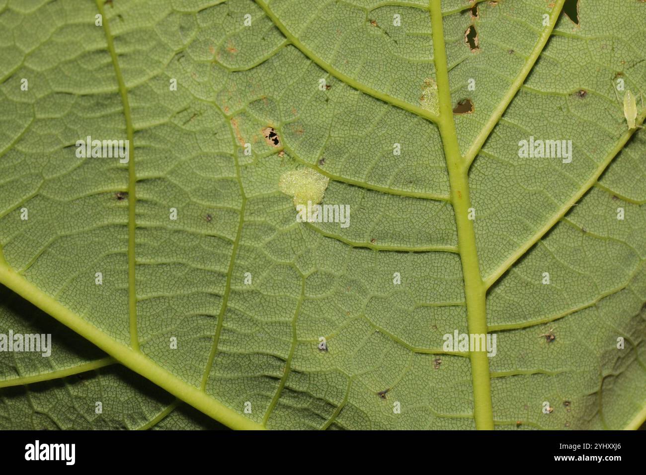 Sycamore Felt Gall Mite (Aceria pseudoplatani Stock Photo - Alamy