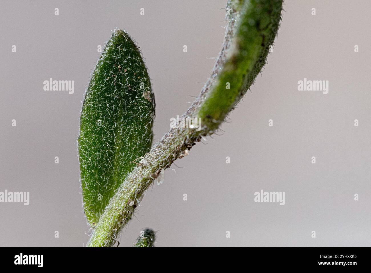 Draba aurea hi-res stock photography and images - Alamy