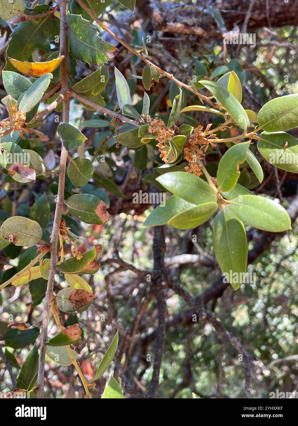 Canyon oak quercus chrysolepis hi-res stock photography and images - Alamy