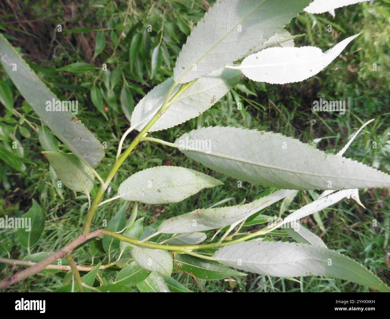 hybrid crack willow (Salix × fragilis Stock Photo - Alamy