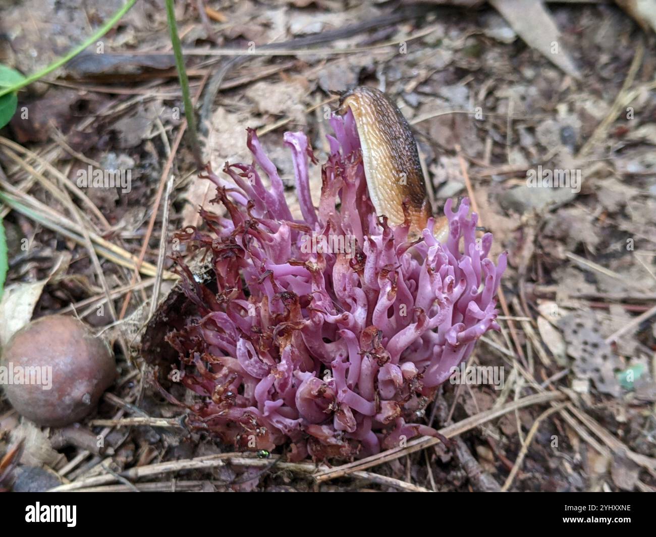 violet coral fungus (Clavaria zollingeri Stock Photo - Alamy