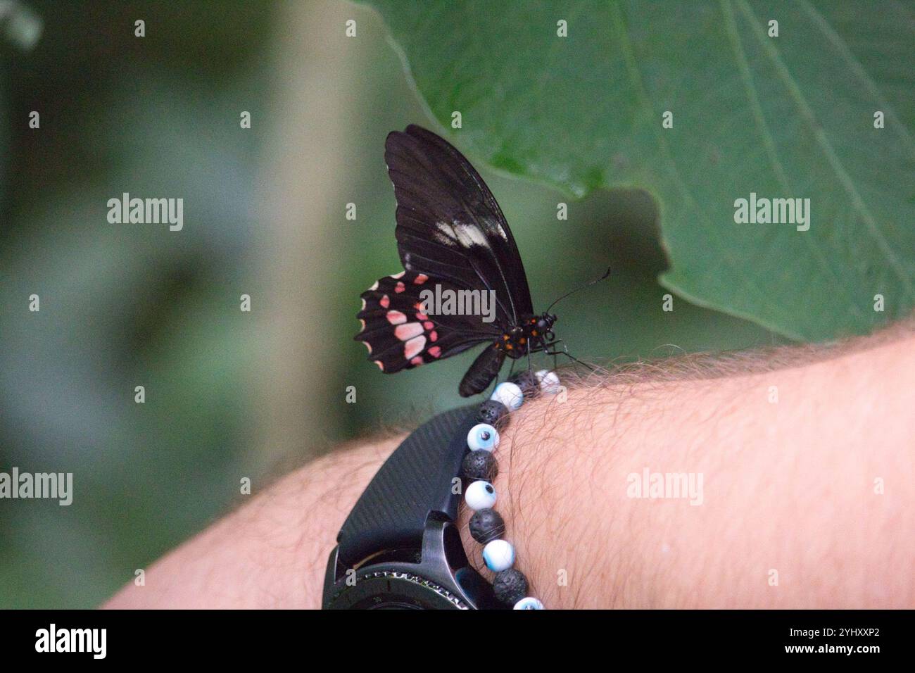 Ruby-spotted Swallowtail (Heraclides anchisiades Stock Photo - Alamy