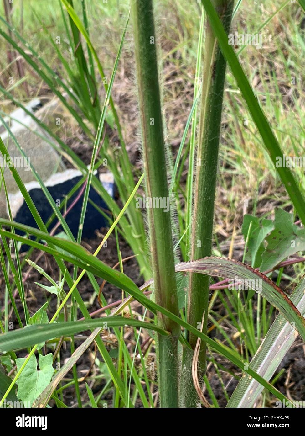 Walter's barnyard grass (Echinochloa walteri Stock Photo - Alamy