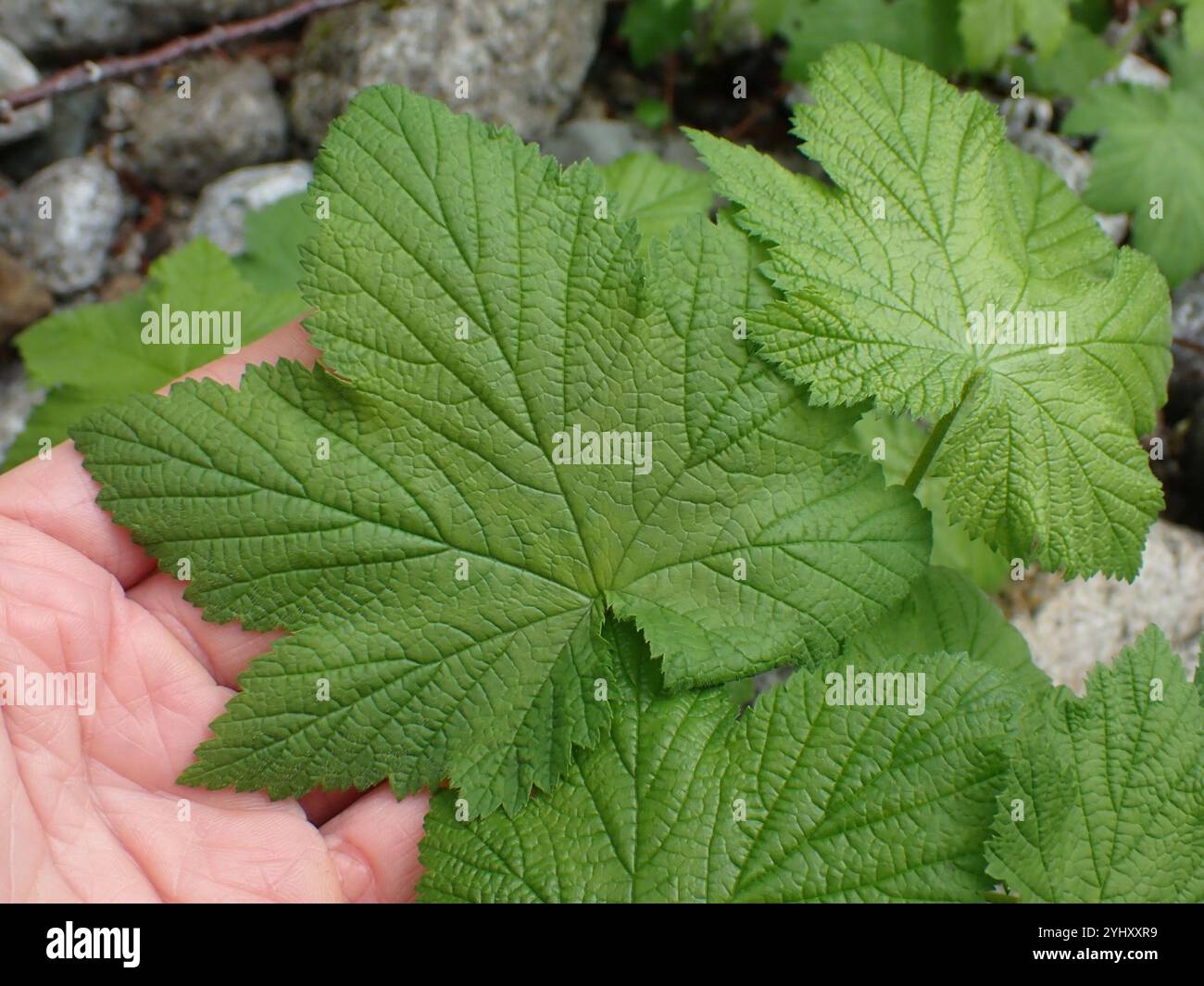 thimbleberry (Rubus parviflorus Stock Photo - Alamy