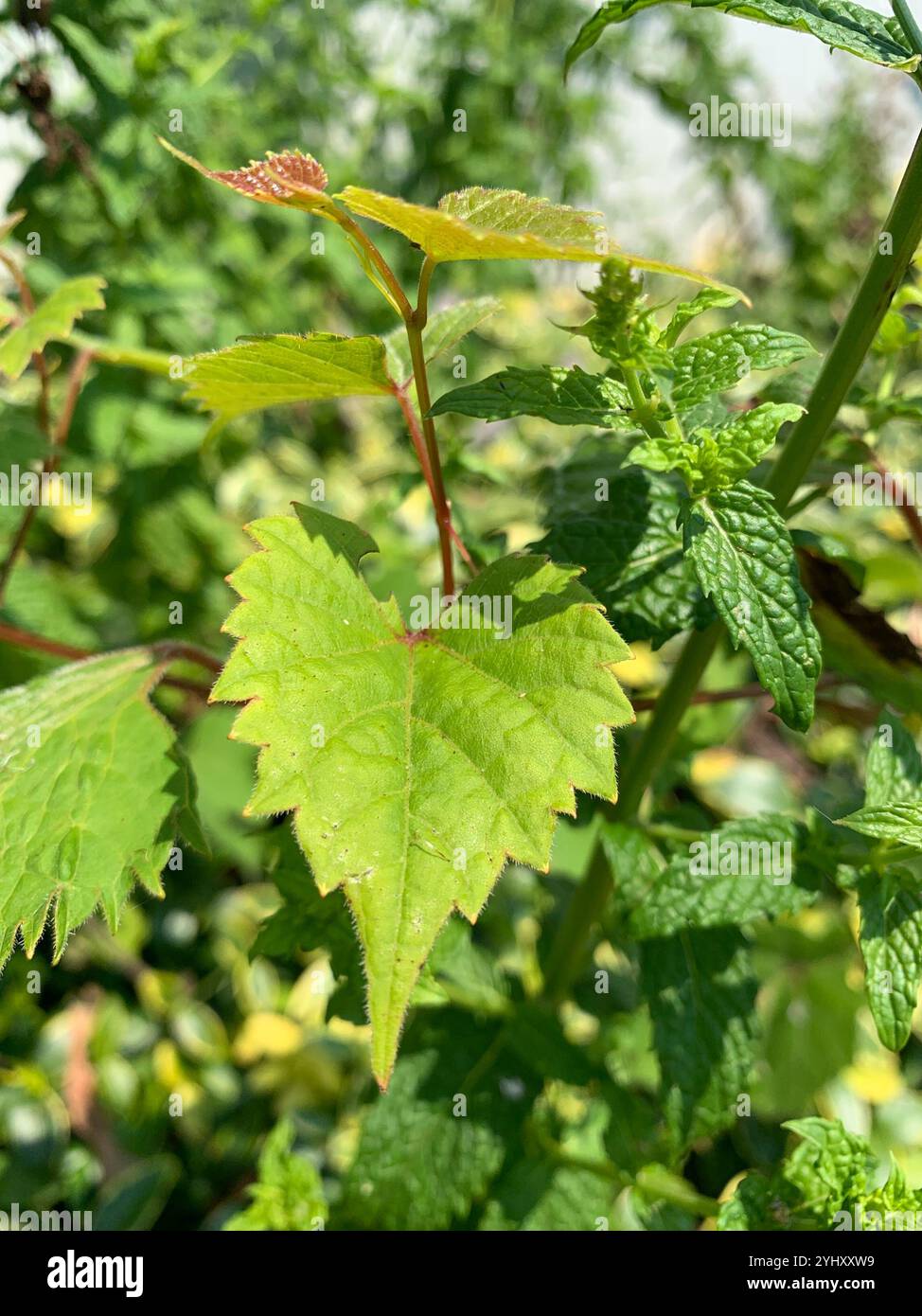 grape family (Vitaceae Stock Photo - Alamy