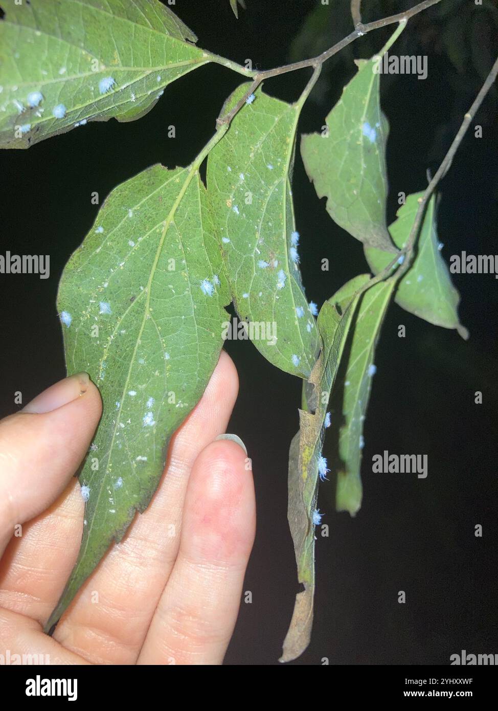 True Bugs, Hoppers, Aphids, and allies (Hemiptera Stock Photo - Alamy