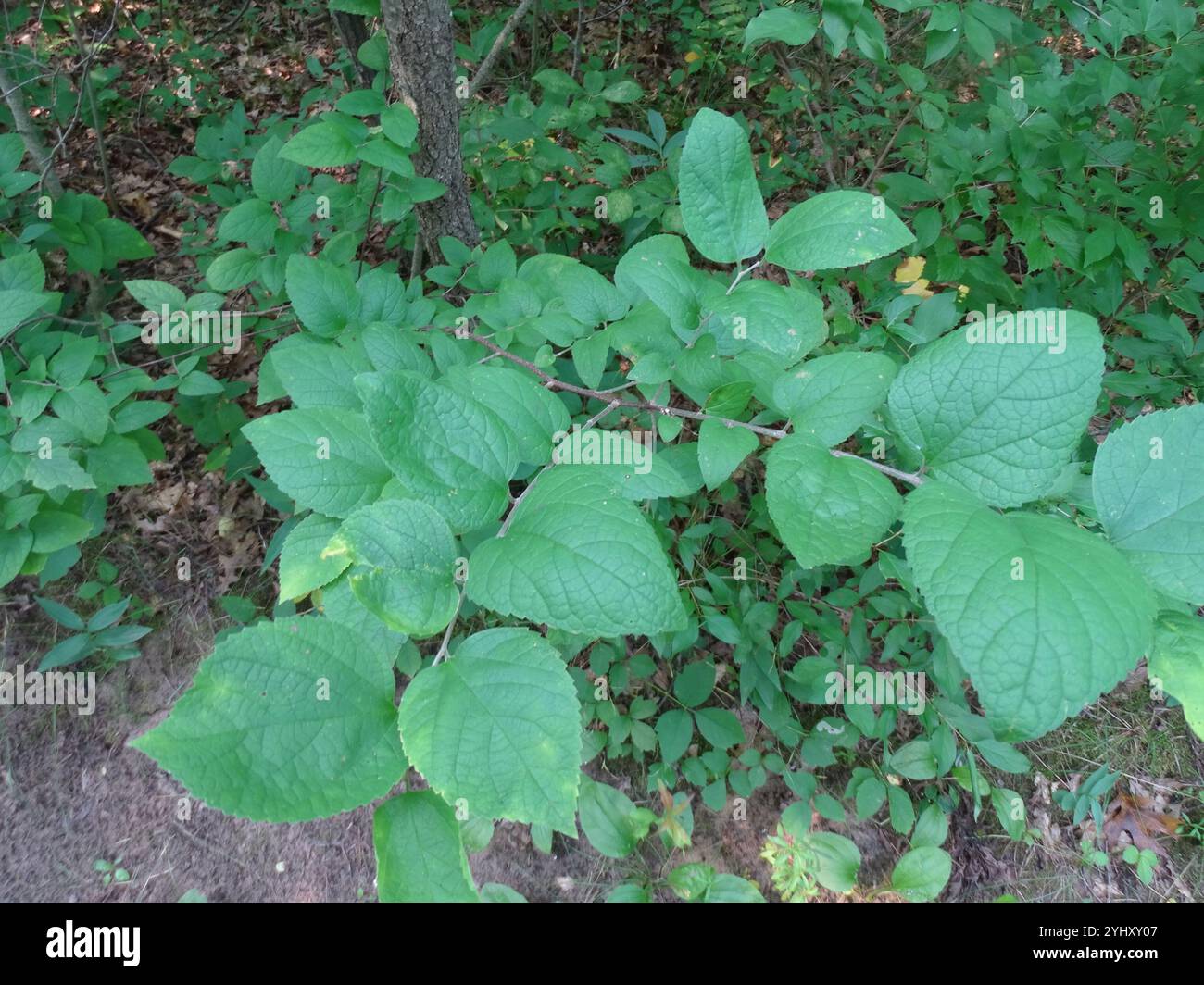 Dwarf Hackberry (Celtis tenuifolia Stock Photo - Alamy