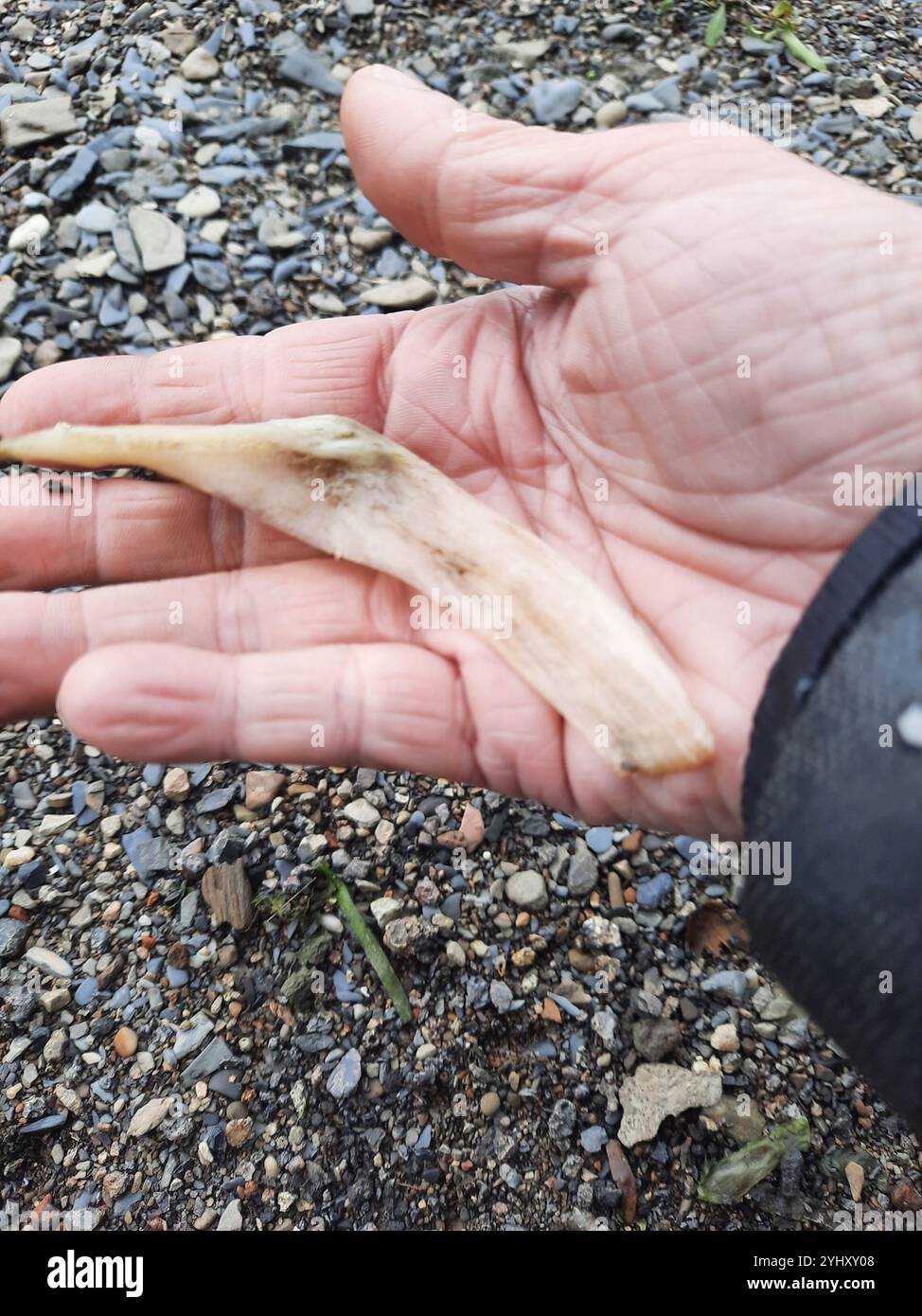 North American Freshwater Catfishes (Ictaluridae Stock Photo - Alamy